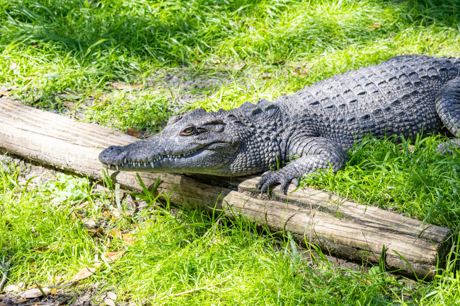 Una cuidadora del zoo se lanza al recinto de los cocodrilos para salvar ...