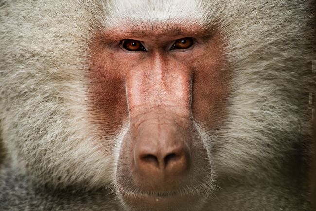 Machos alfa babuinos: El estresante precio del poder