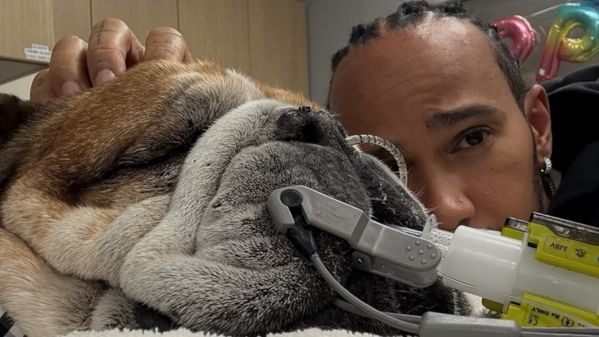 Roscoe, el perro de Lewis Hamilton, está en coma