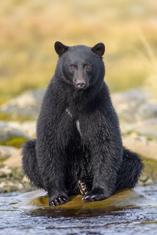 Los rescatadores salvan a un oso atrapado en un árbol con un trampolín