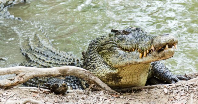 Una cuidadora del zoo se lanza al recinto de los cocodrilos para salvar ...