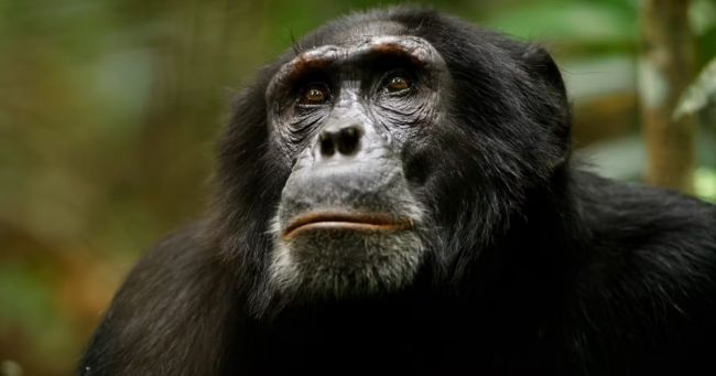 A este chimpancé le han enseñado a jugar Minecraft